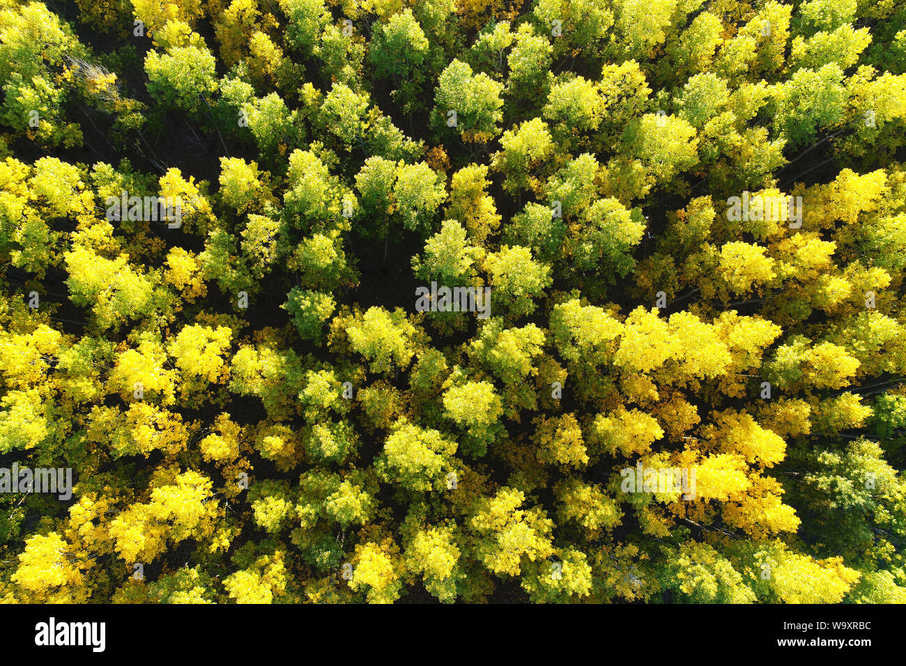 Aerial golden woods Stock Photo - Alamy