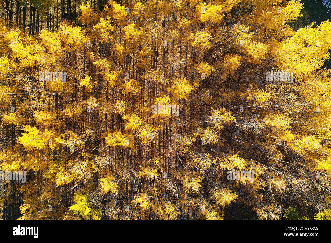 Aerial golden woods Stock Photo - Alamy