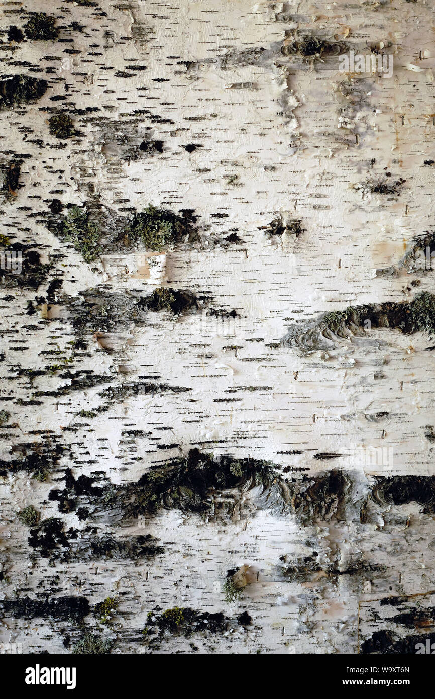 Birch bark texture Stock Photo - Alamy