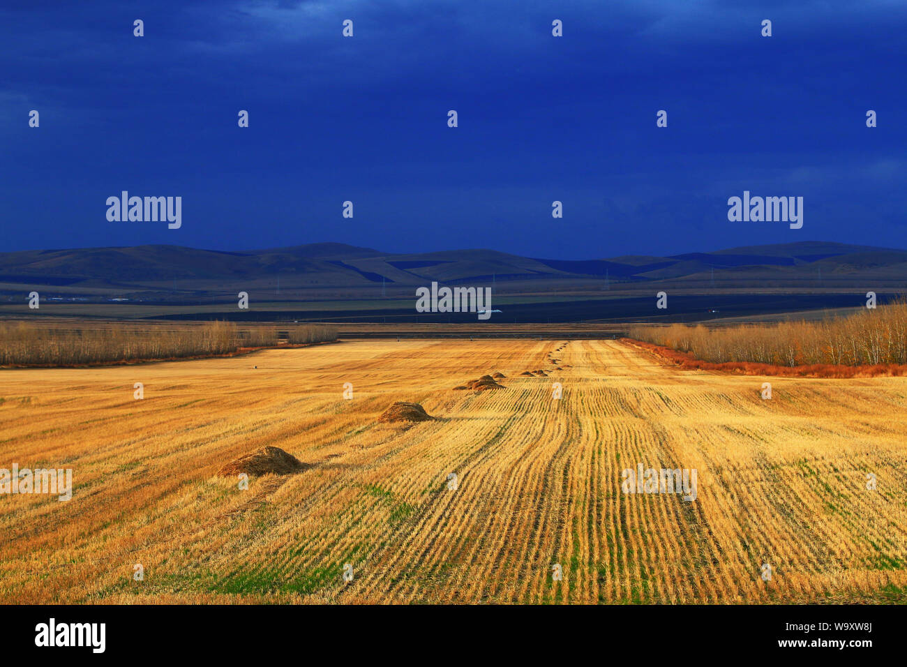 Forest and erguna scenery hi-res stock photography and images - Alamy