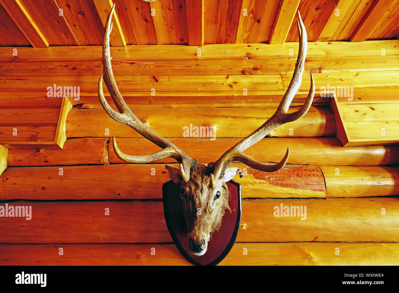 Deer head hi-res stock photography and images - Alamy