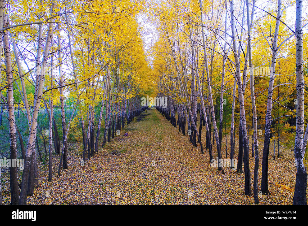 Tree lined trail hi-res stock photography and images - Alamy