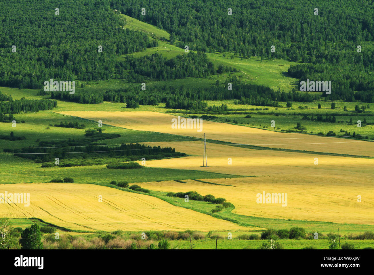 The hulunbuir fields Stock Photo - Alamy