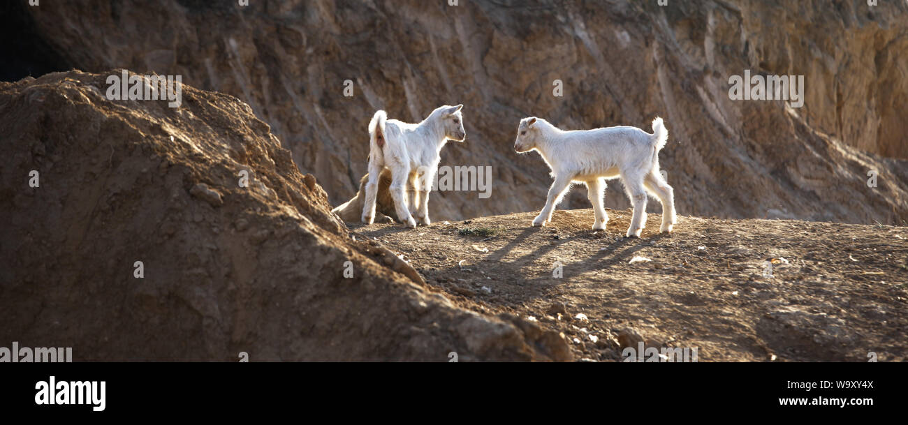 Strolling sheep hi-res stock photography and images - Alamy