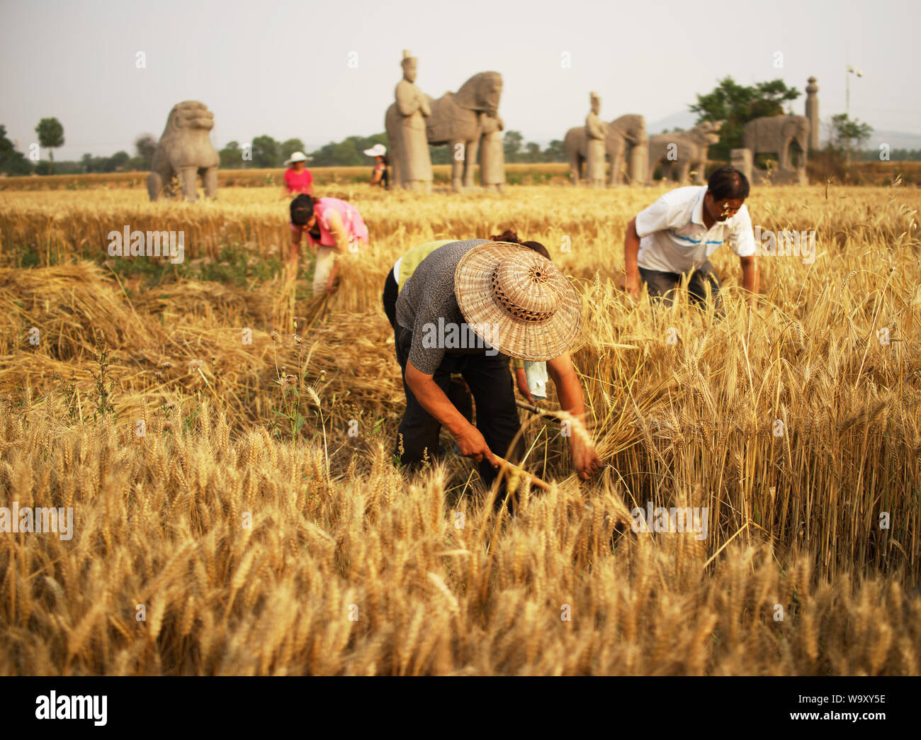 Planting of wheat hi-res stock photography and images - Alamy