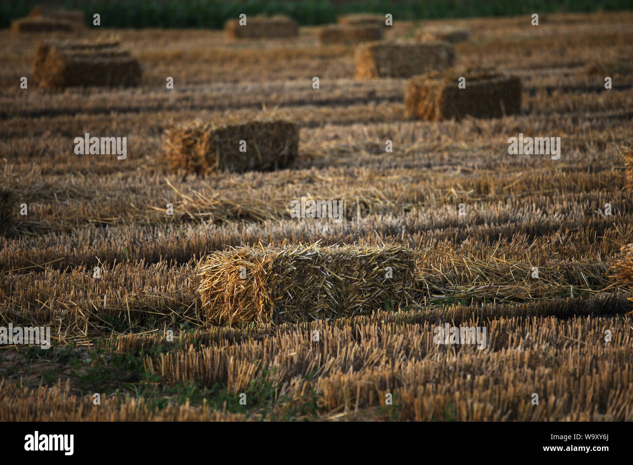 Straw crop crop village hi-res stock photography and images - Alamy