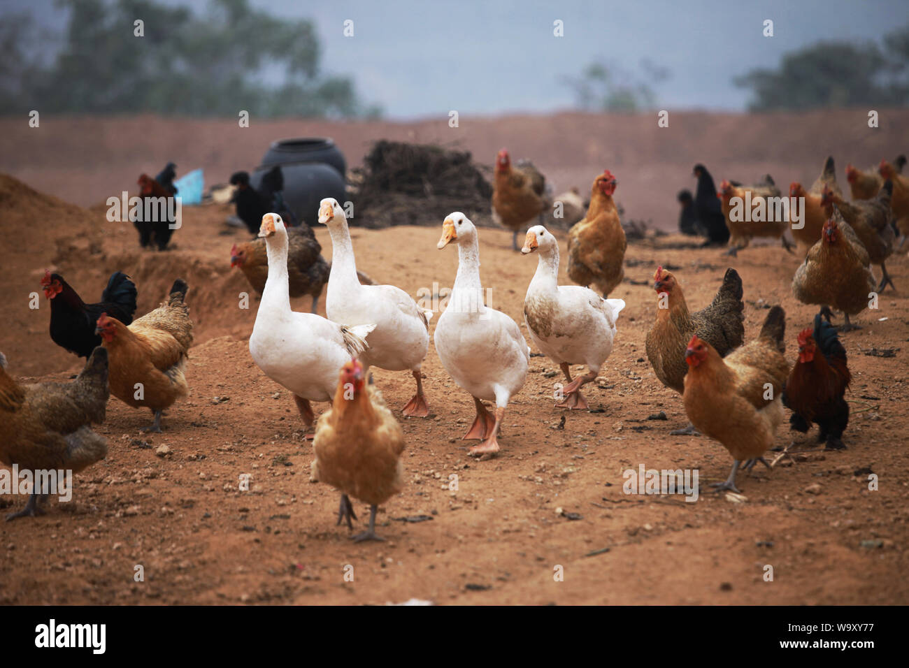 Poultry and goose hi-res stock photography and images - Alamy