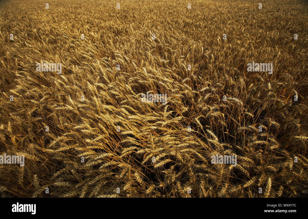 Straw crop crop village hi-res stock photography and images - Alamy