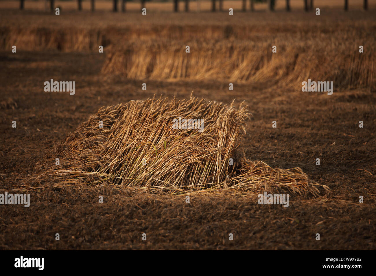 Basic wheat hi-res stock photography and images - Alamy
