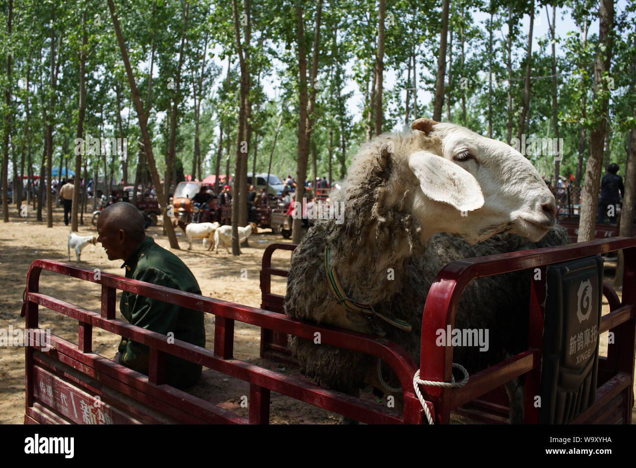 Selling sheep hi-res stock photography and images - Alamy