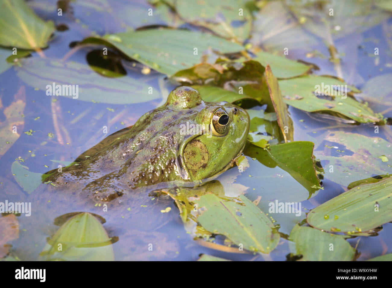 Common bullfrog hi-res stock photography and images - Alamy
