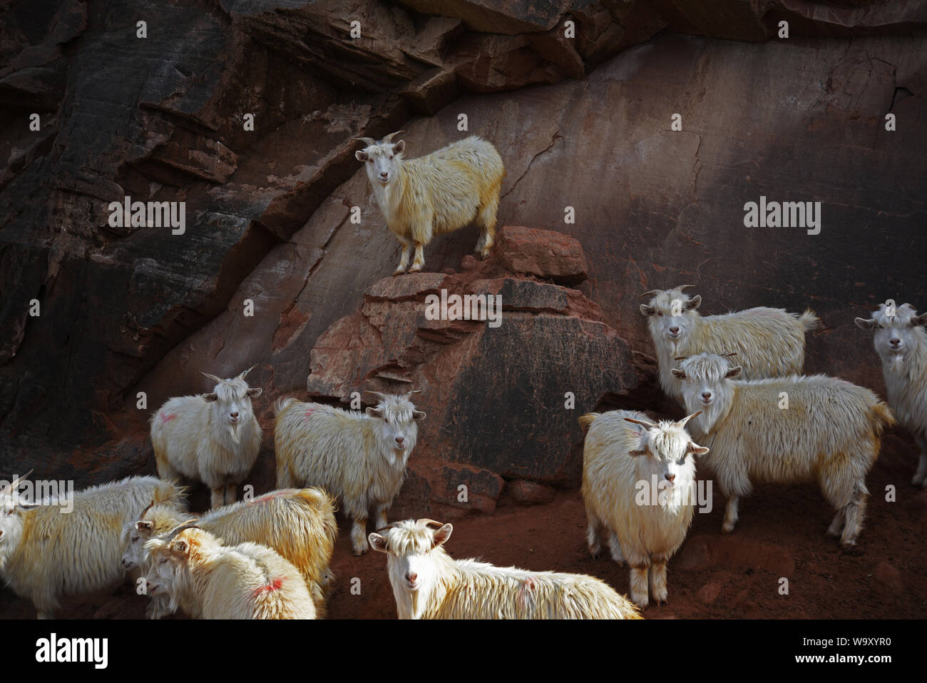 Goat stone hi-res stock photography and images - Alamy