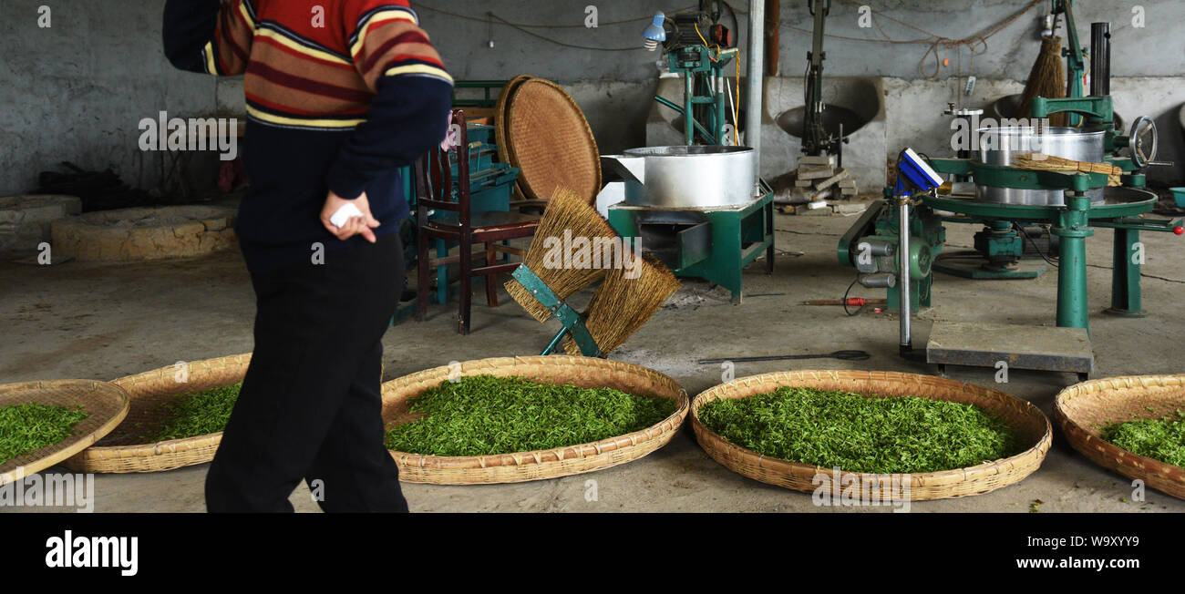 Green tea harvesting machine hi-res stock photography and images - Alamy