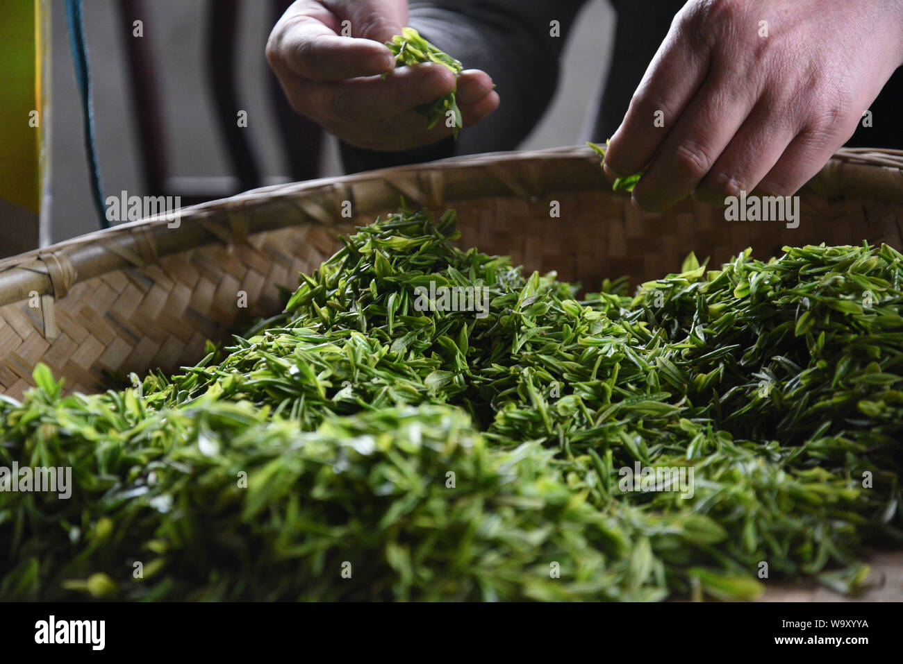 Check tea hi-res stock photography and images - Alamy