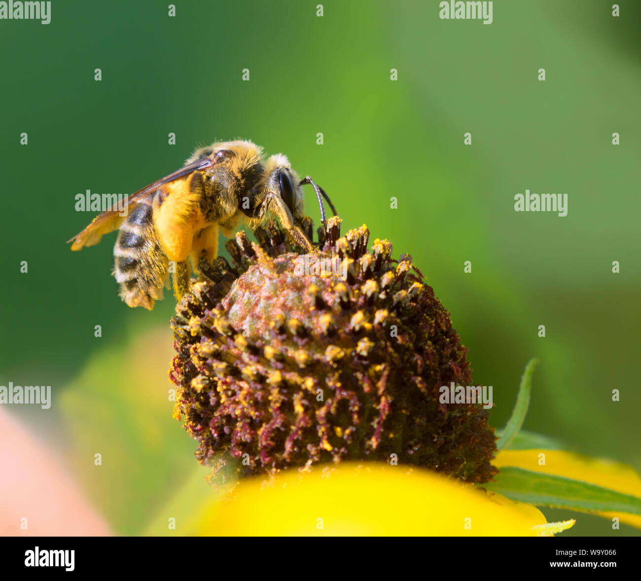 Western honey bee (Apis mellifera) collecting pollen on yellow cone ...