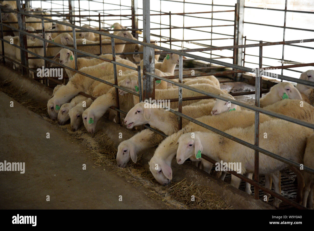 Seasonal Breeding In Sheep at Rosemary Henry blog