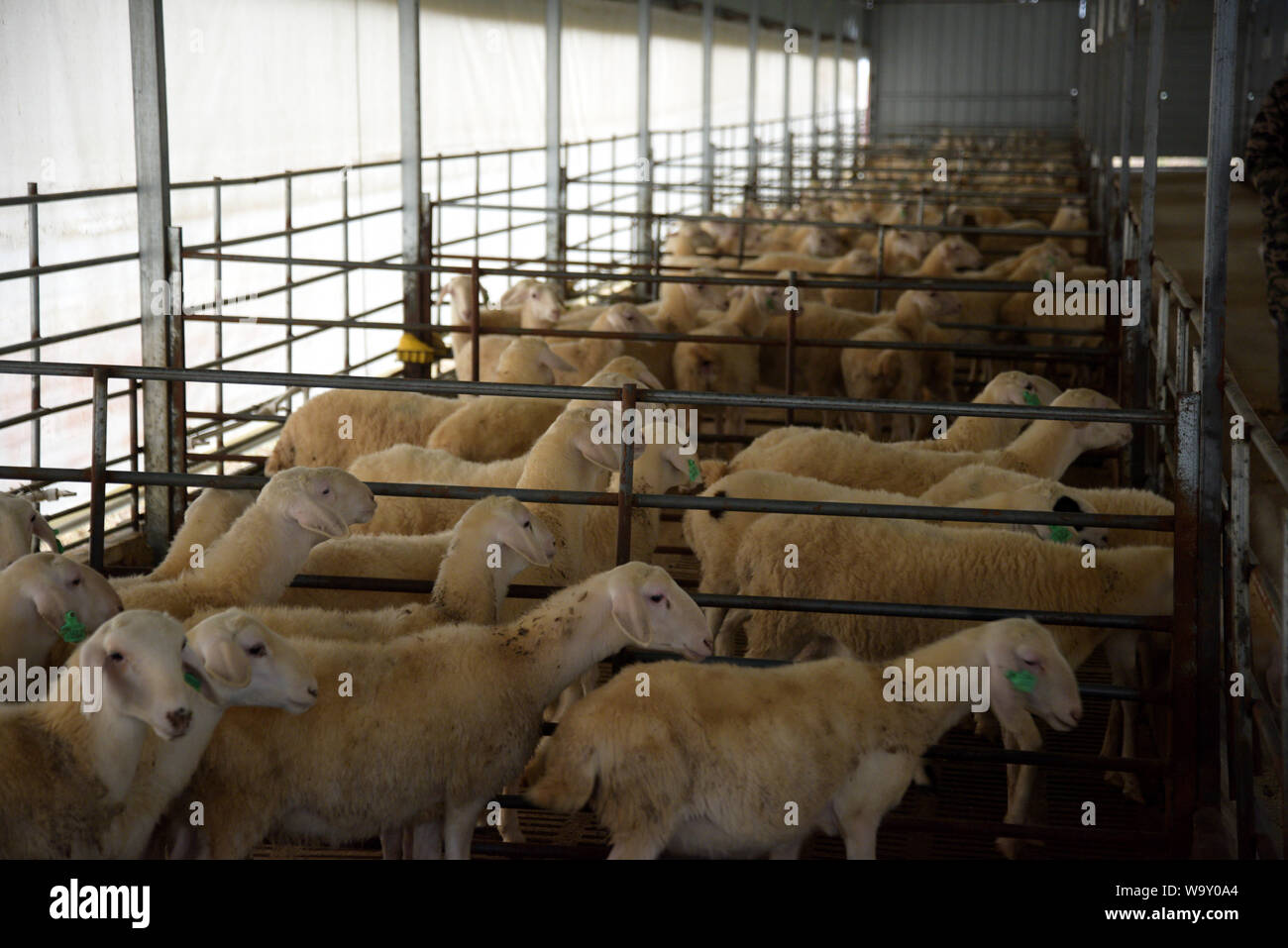 Sheep breeding sites Stock Photo - Alamy