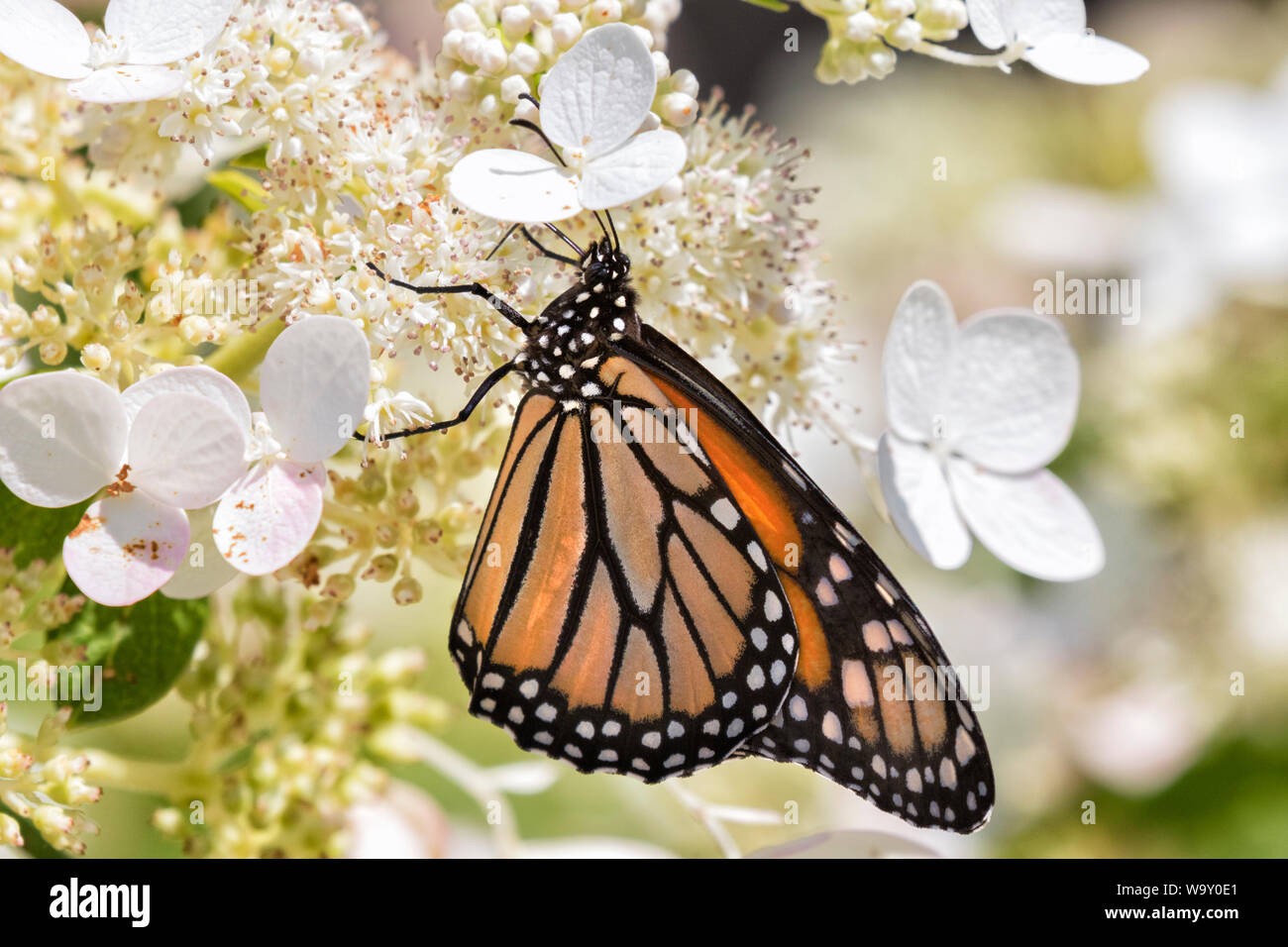 Hydrangea and butterfly hi-res stock photography and images - Alamy