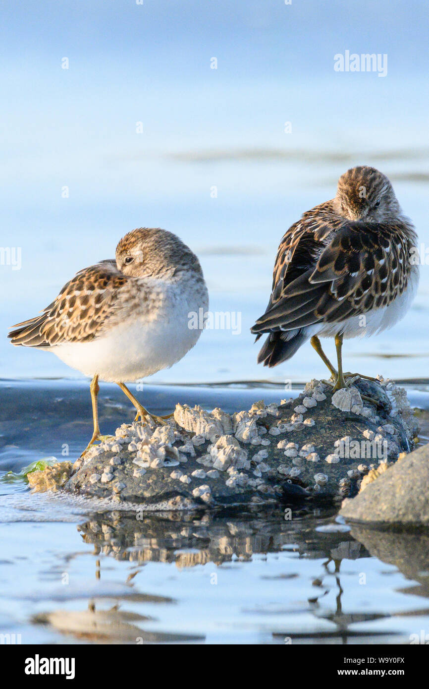 Peaceful birds hi-res stock photography and images - Alamy