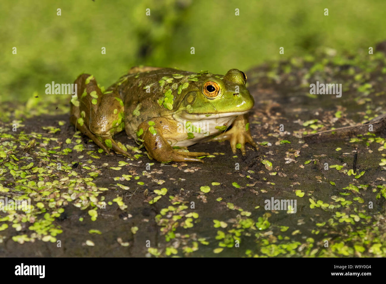 Bullfrog High Resolution Stock Photography and Images - Alamy