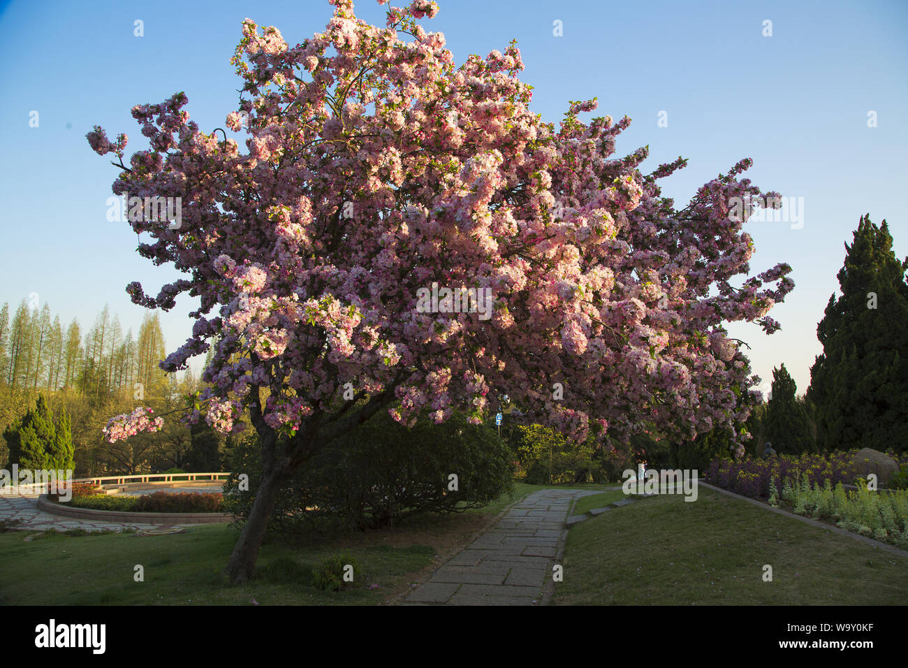 Chinese flowering crab-apple blossoms Stock Photo - Alamy
