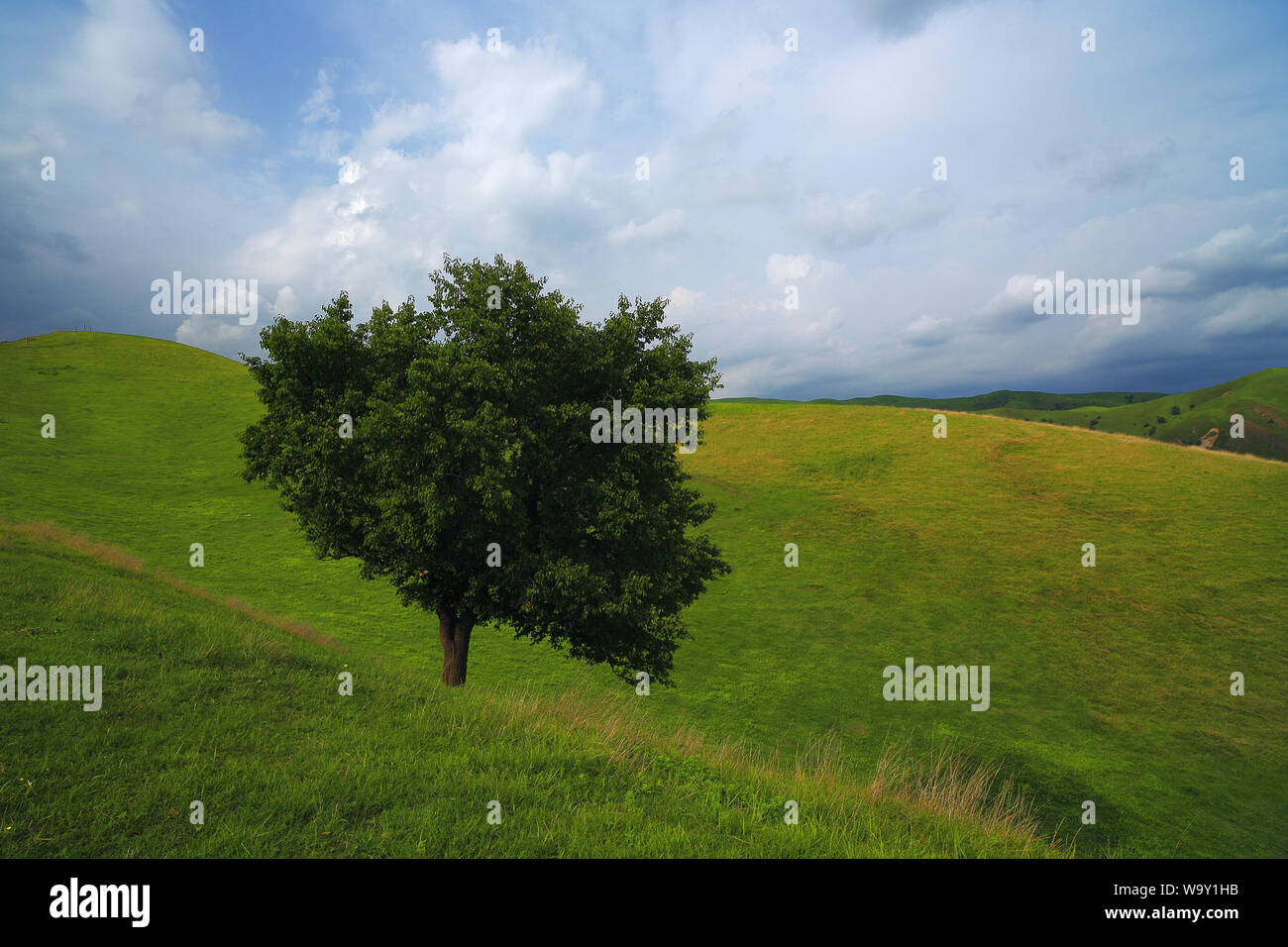 The tree of the grasslands Stock Photo - Alamy