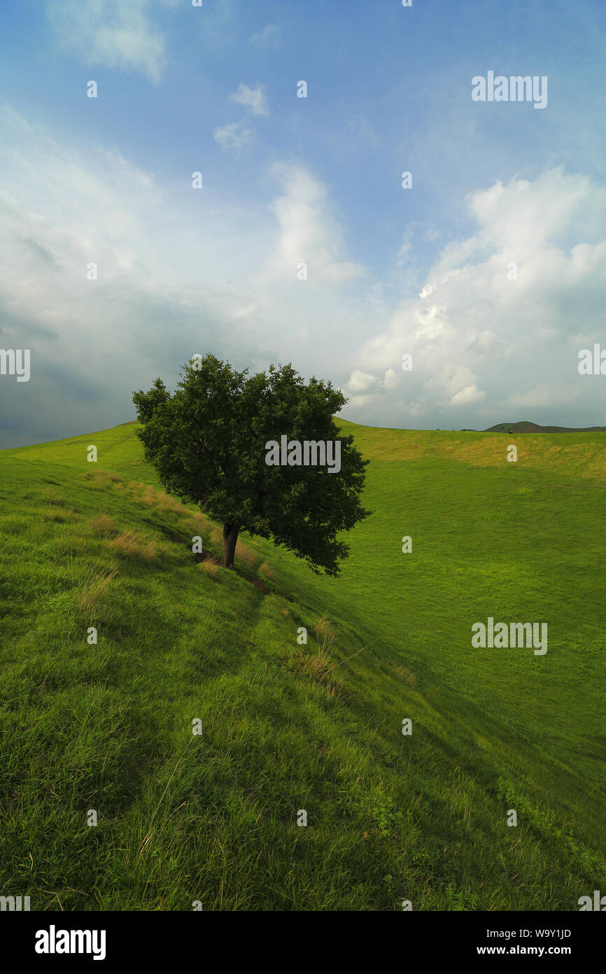 The tree of the grasslands Stock Photo - Alamy