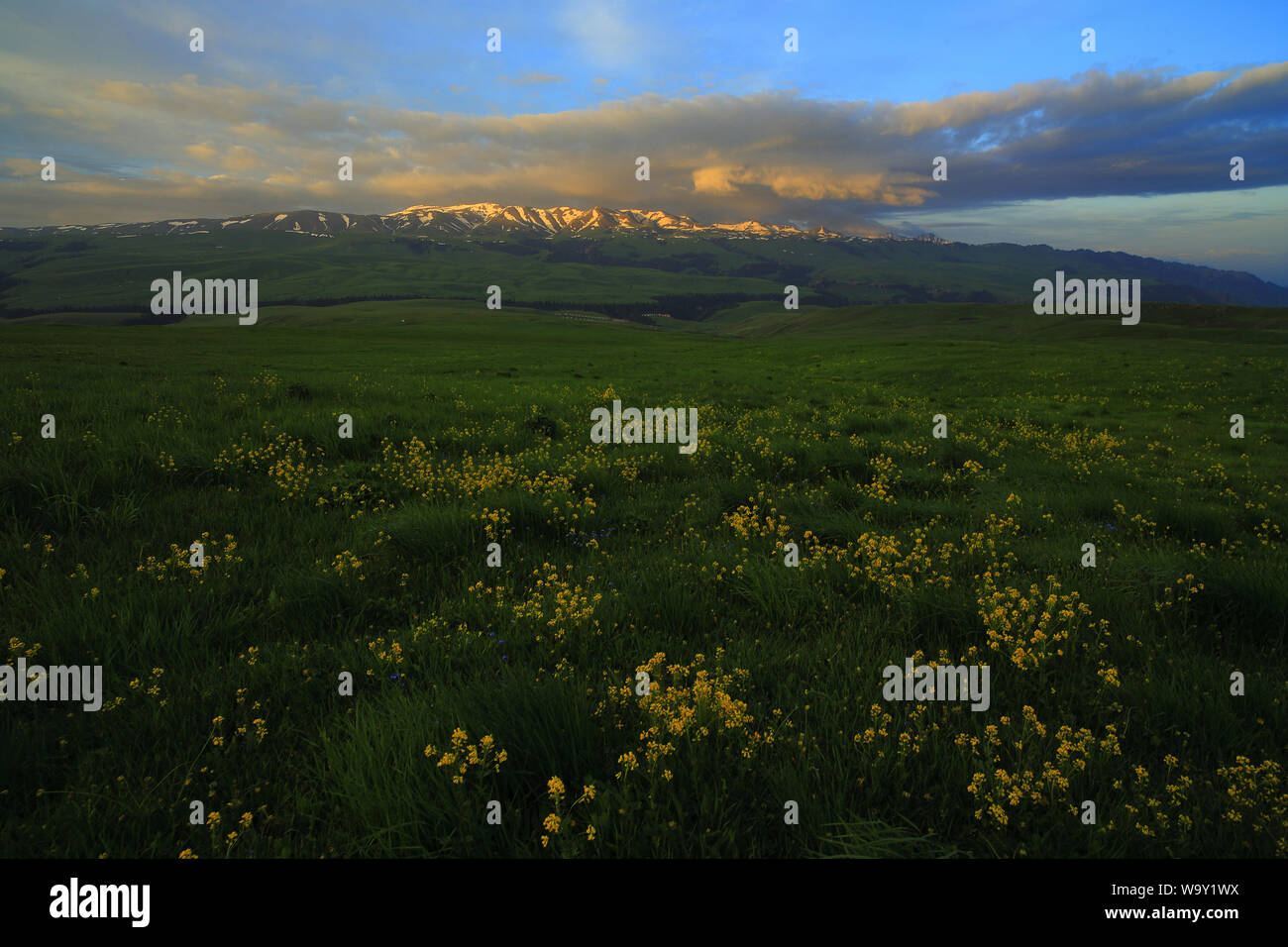 On the morning of the prairie Stock Photo - Alamy