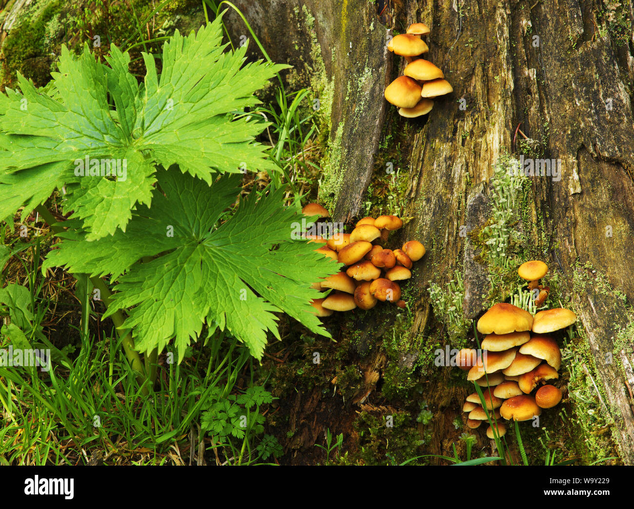 The forest kei chan Stock Photo - Alamy
