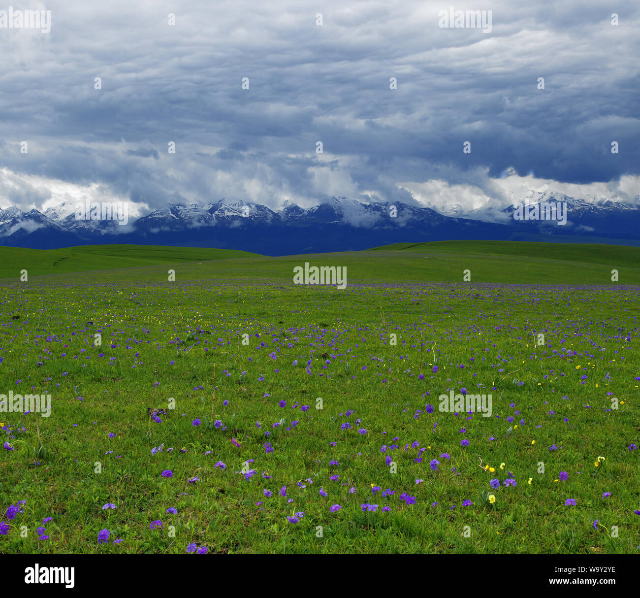 The prairie spring scenery Stock Photo - Alamy