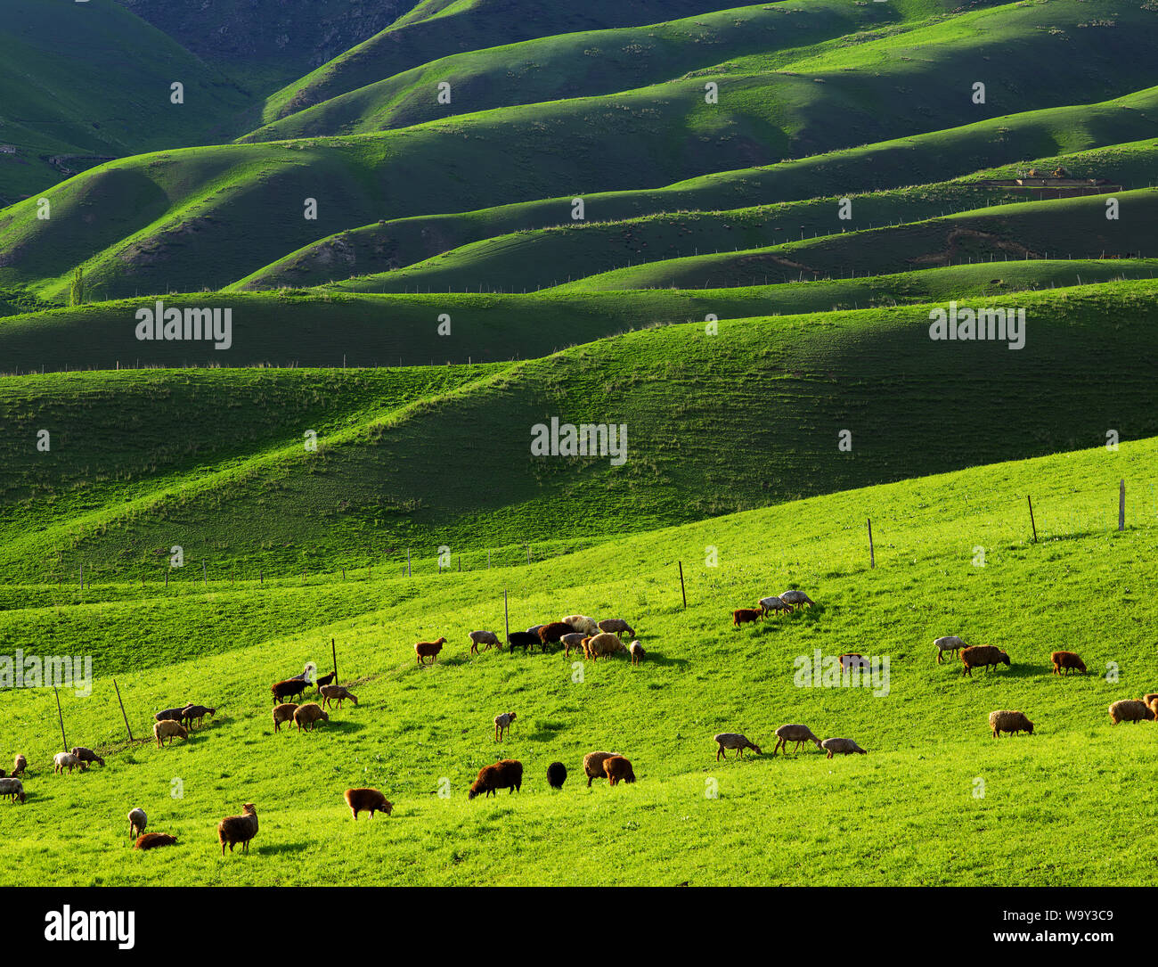 The prairie light Stock Photo - Alamy