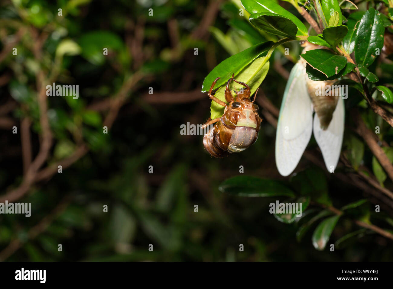 Cicada chrysalis hi-res stock photography and images - Alamy
