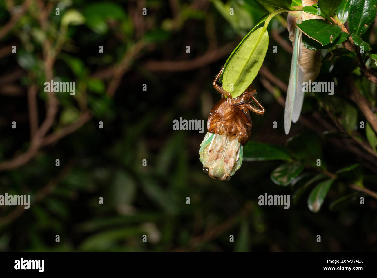Emergence of Large brown cicada ( Graptopsaltria nigrofuscata ...