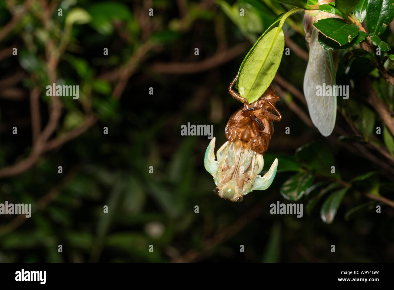 Emergence of Large brown cicada ( Graptopsaltria nigrofuscata ...