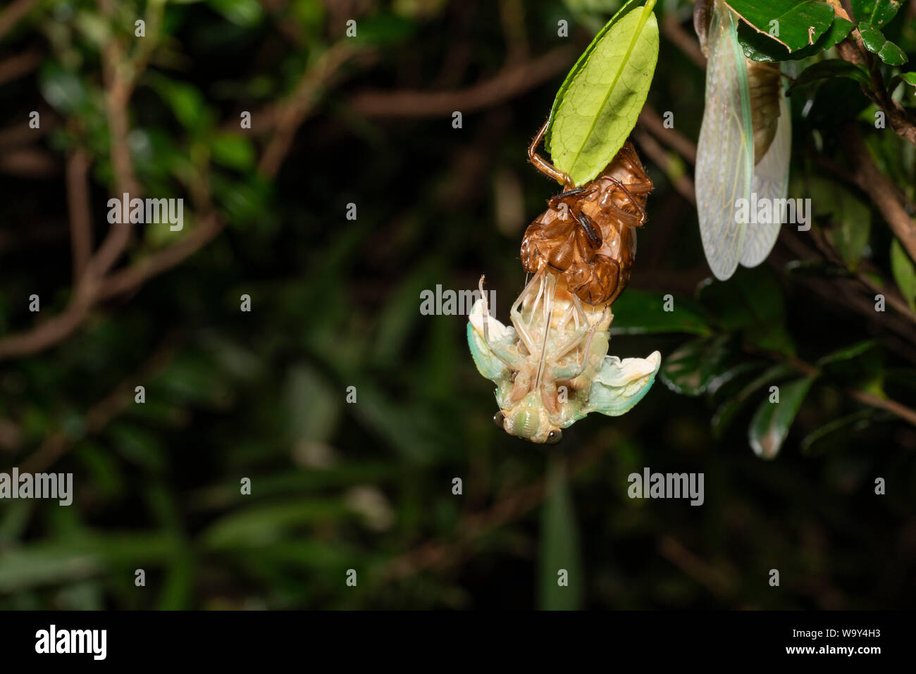 Emergence of Large brown cicada ( Graptopsaltria nigrofuscata ...
