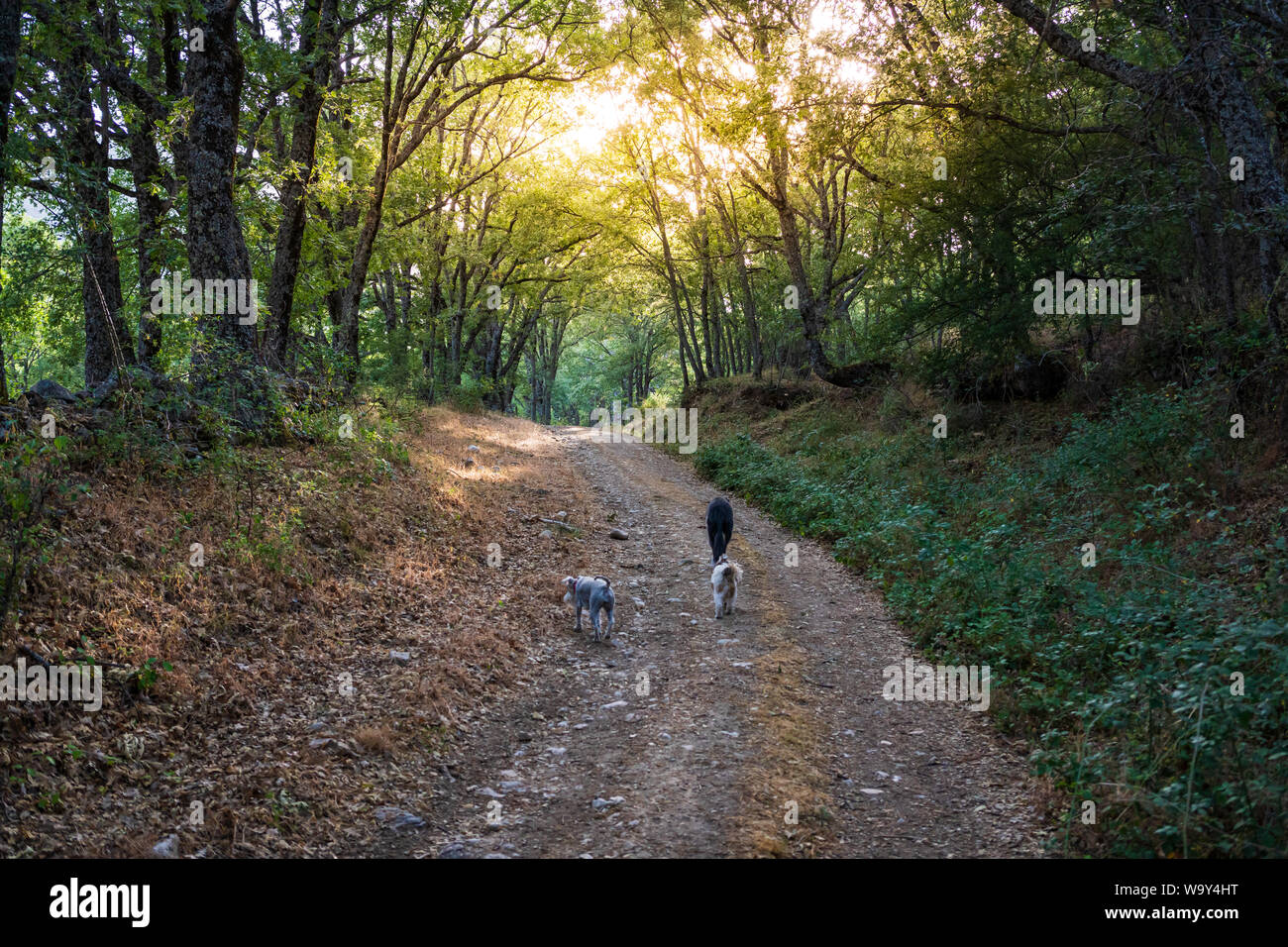 Walking through oak tree forest hi-res stock photography and images - Alamy
