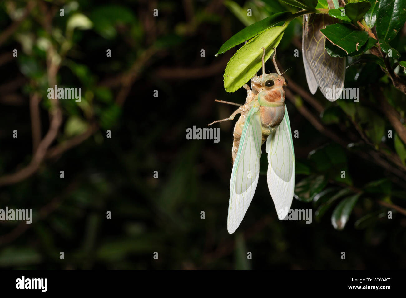 Emergence of Large brown cicada ( Graptopsaltria nigrofuscata ...