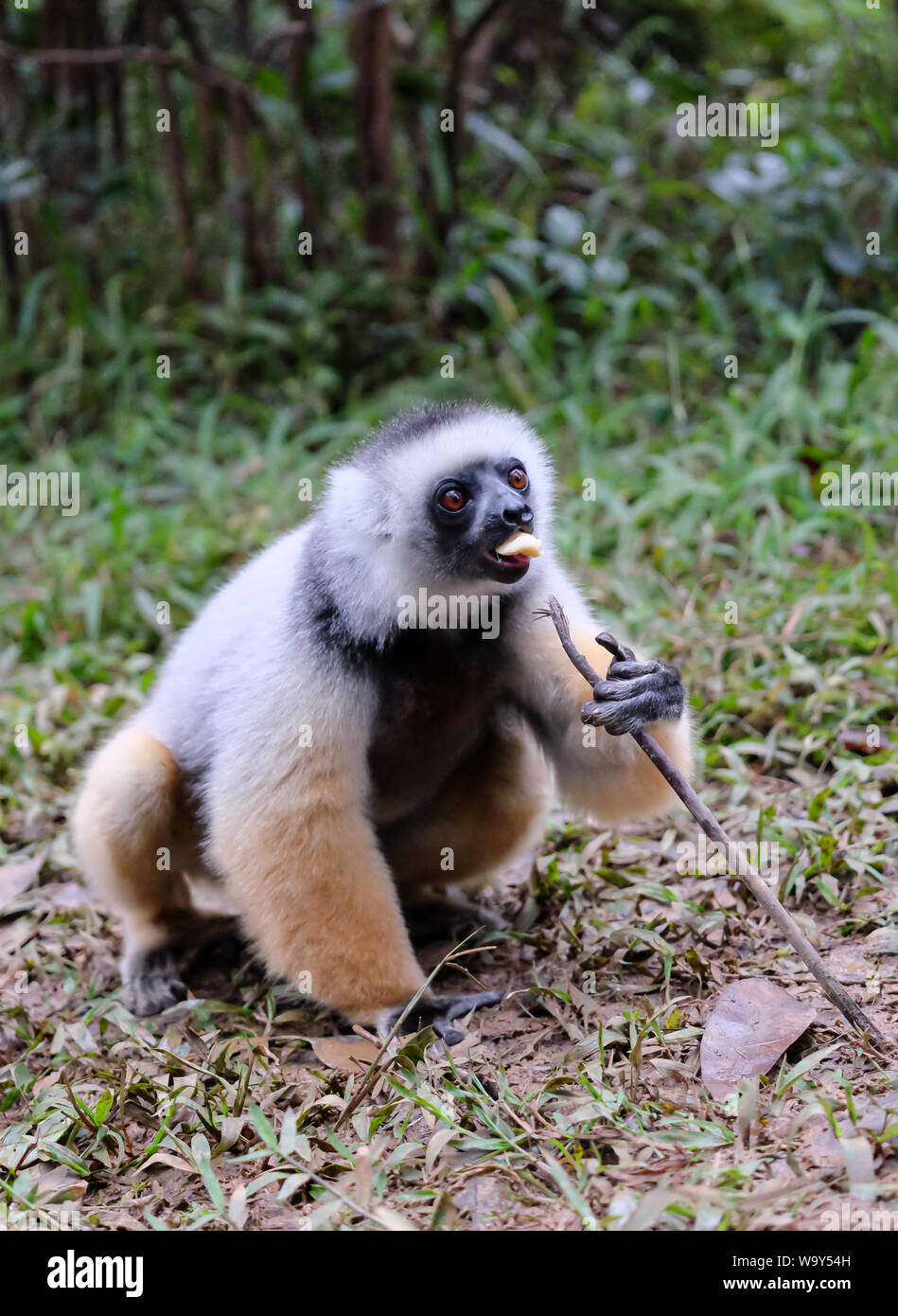 Propithecus diadema hi-res stock photography and images - Alamy
