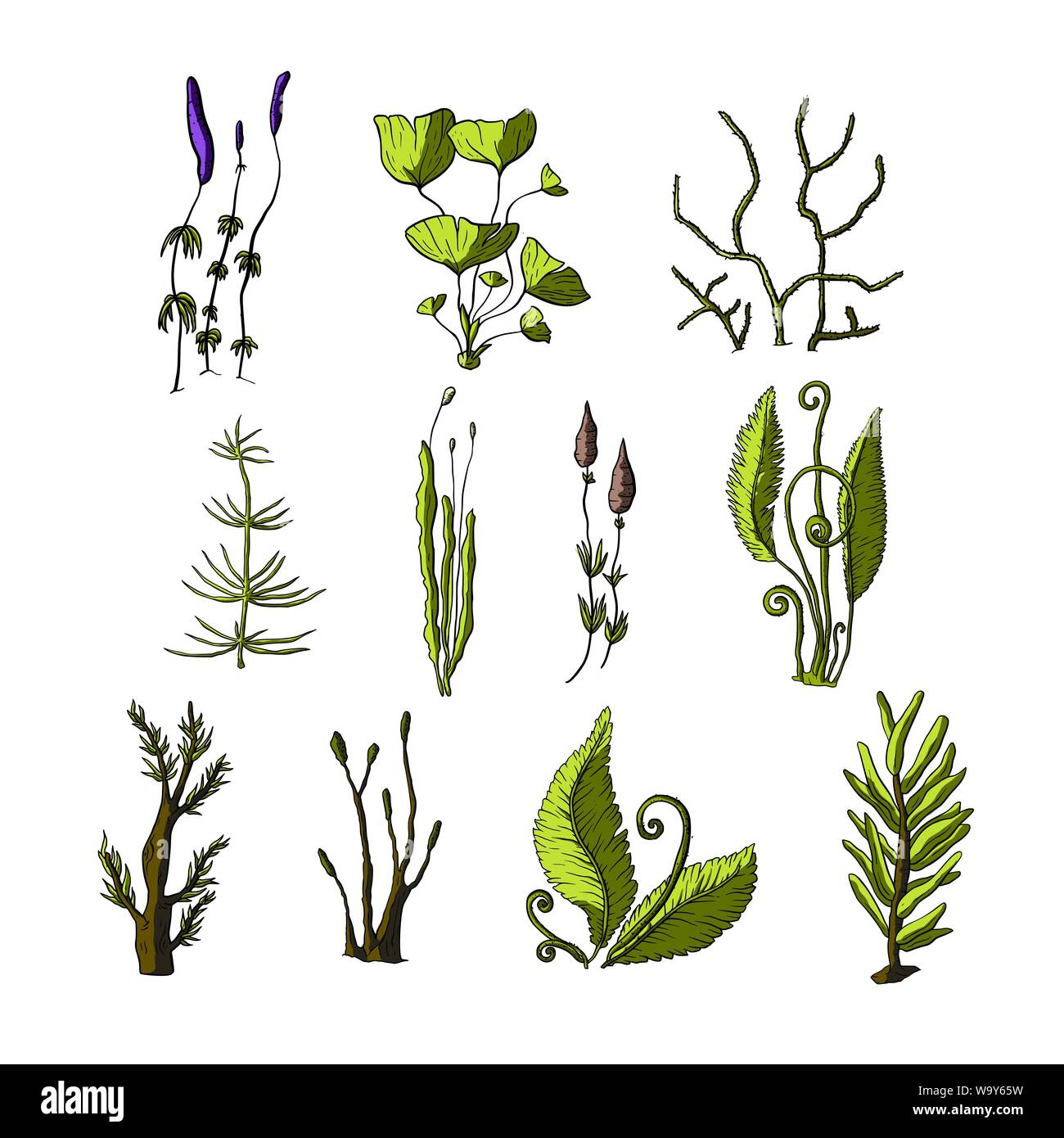 Prehistoric vector plants. Differenr extinct greenery, Cartoon ...