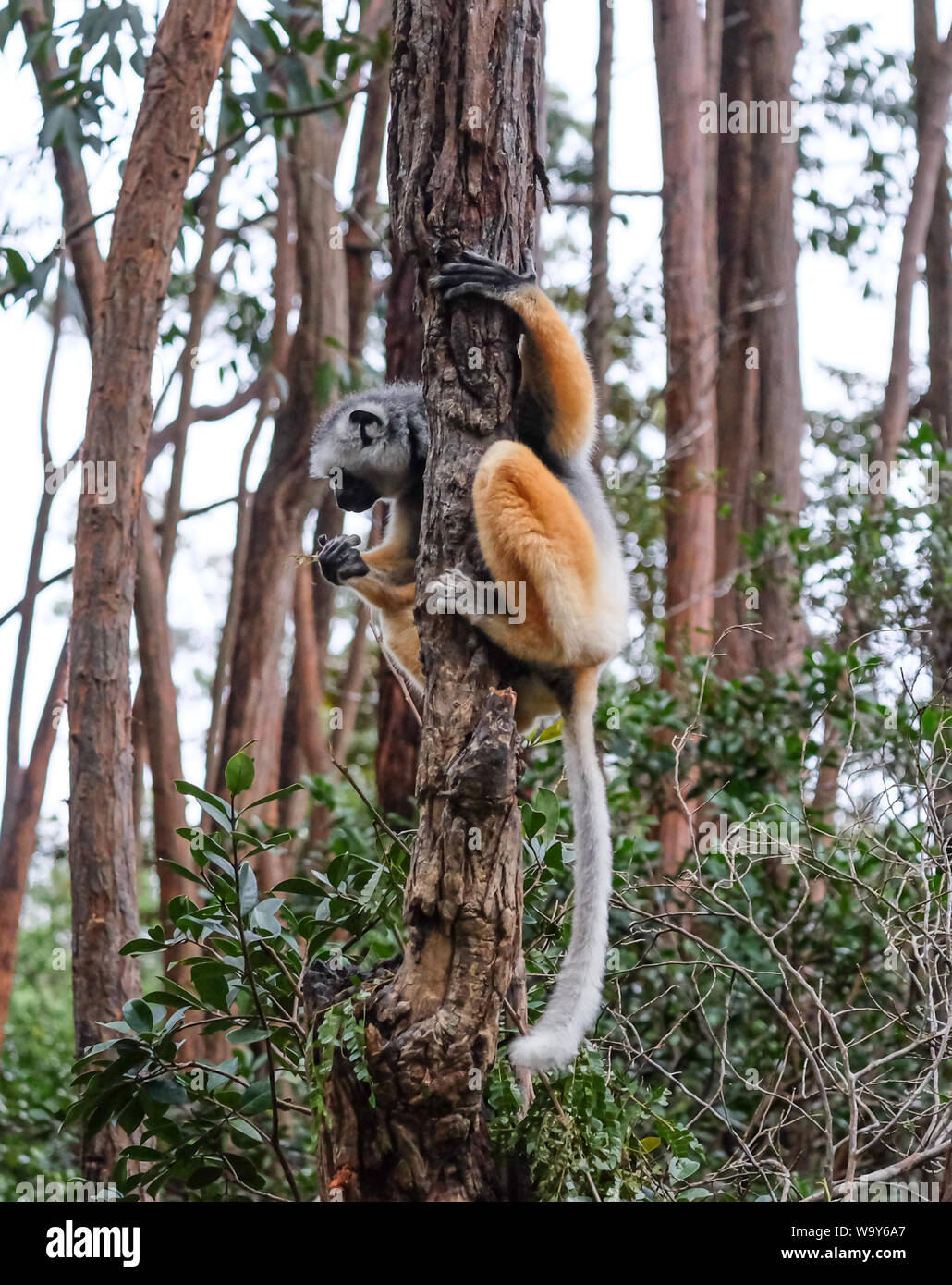 Diademed Sifaka (Propithecus diadema Stock Photo - Alamy