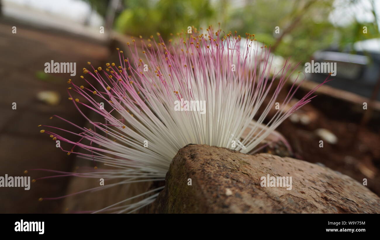 Pearl white blooming flower hi-res stock photography and images - Alamy