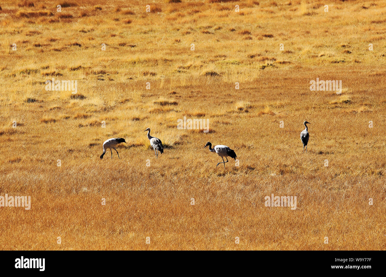 Black necked cranes hi-res stock photography and images - Alamy