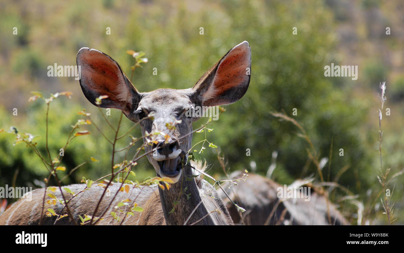 Kudu cow browsing on leaves in the bushveld of Africa Stock Photo - Alamy