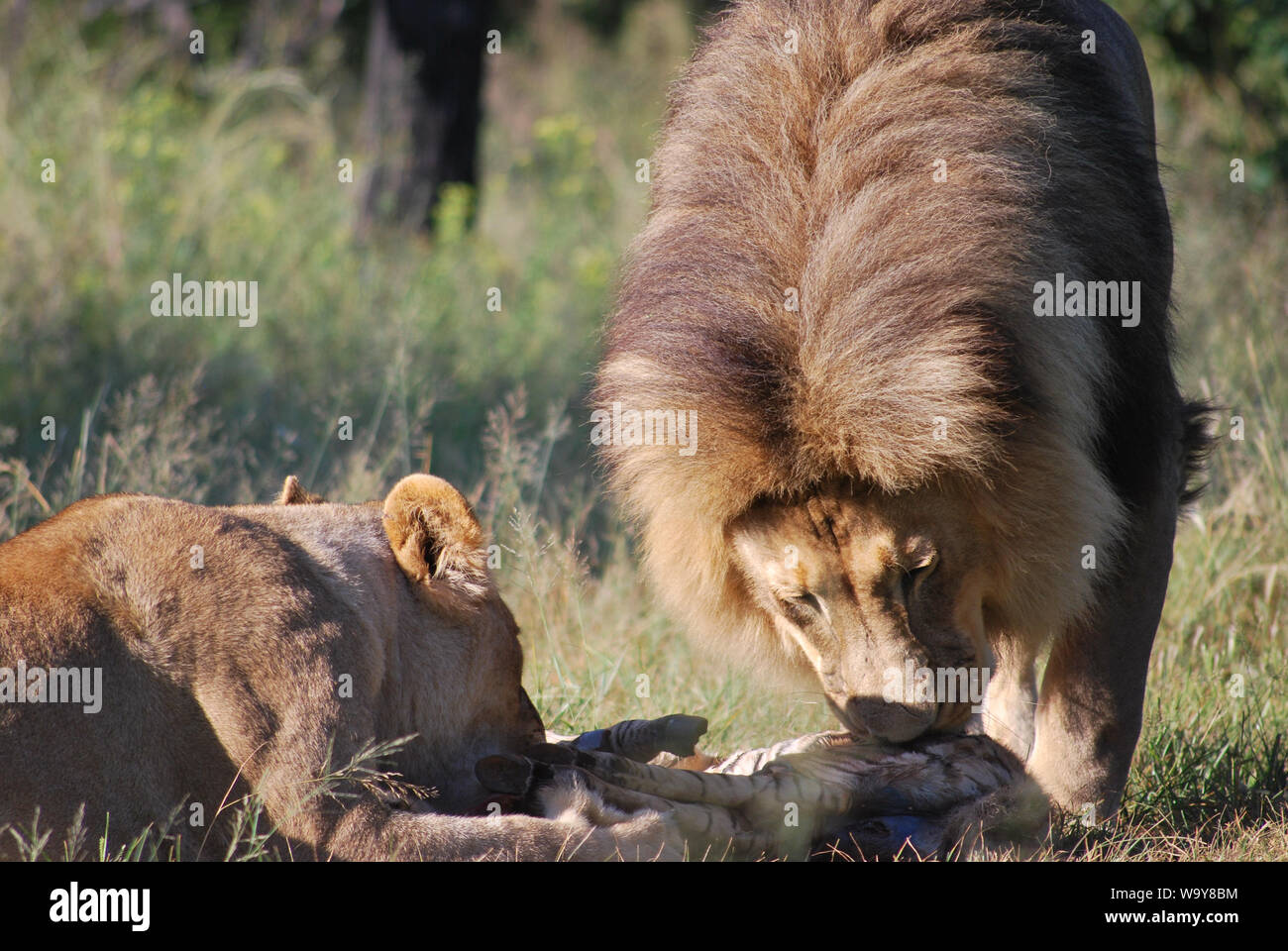 Lions feeding on a Zebra is Africa Stock Photo - Alamy
