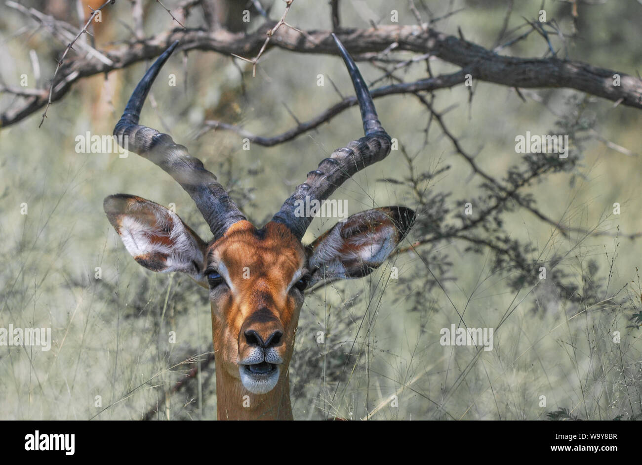 Impala ram browsing in the bush veld of Africa Stock Photo - Alamy
