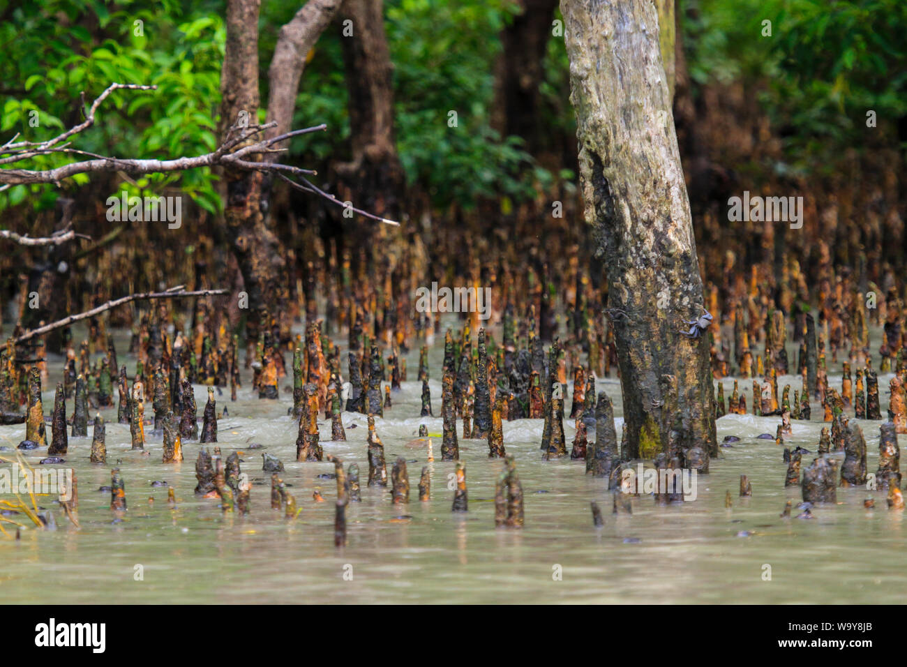bangladesh; bangladeshi; beautiful Bangladesh; natural Bangladesh; asia ...