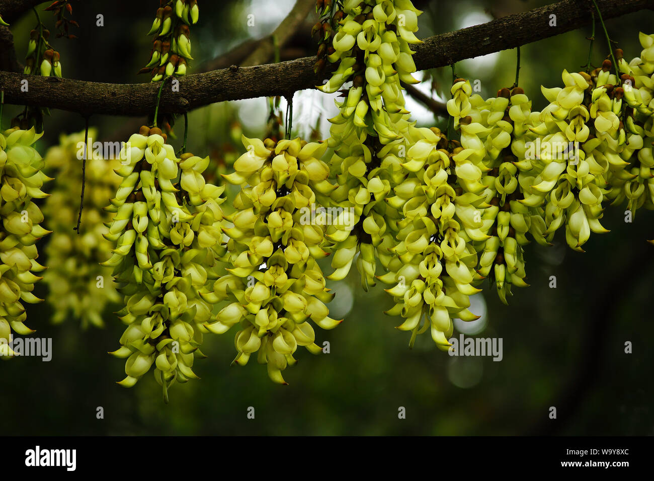 Rice Bird High Resolution Stock Photography and Images - Alamy
