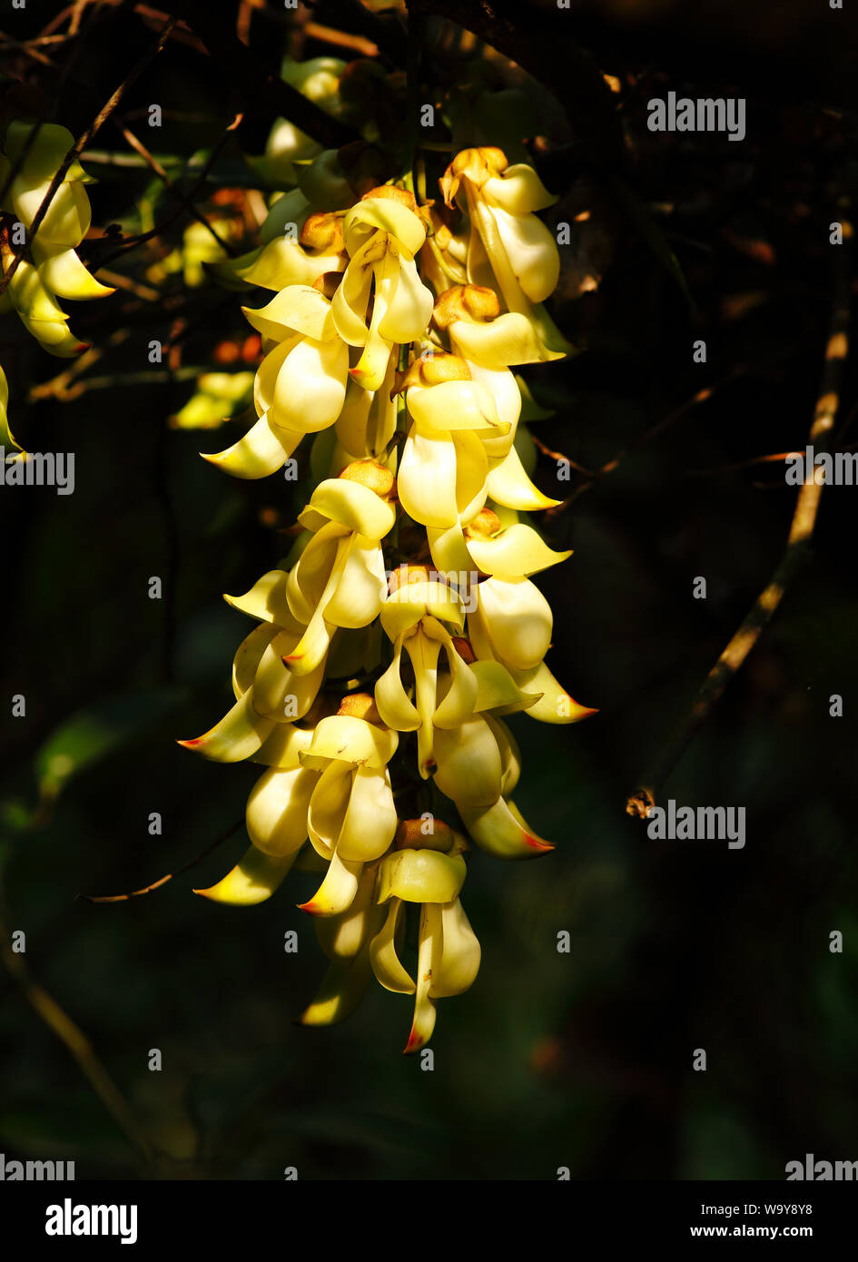 Rice Bird High Resolution Stock Photography and Images - Alamy