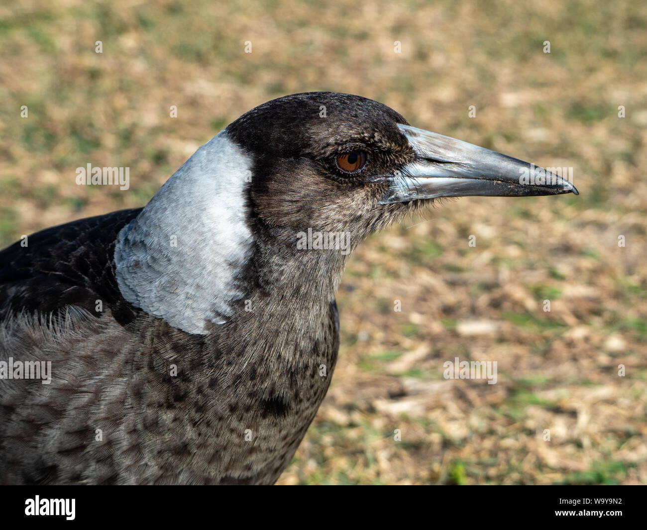 Closeup portrait from the side perspective of an Australian bird, black ...