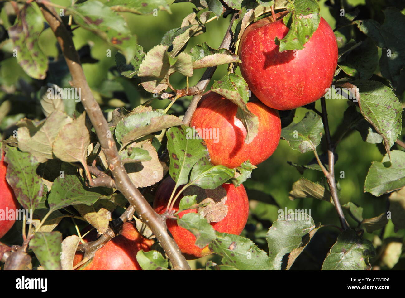an apple tree with red apples Stock Photo - Alamy